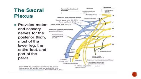 Lumbar Plexus Plexopathy Pptx
