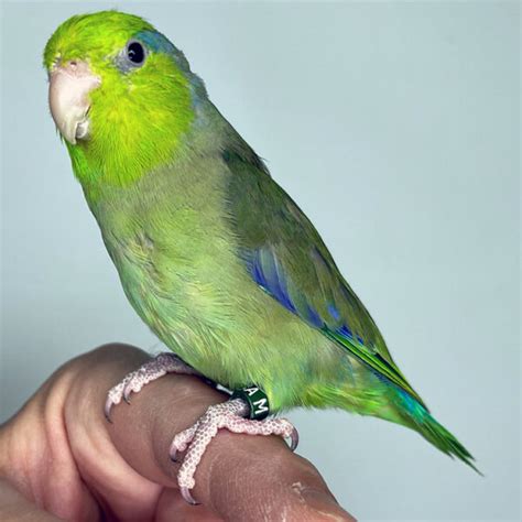 Parrotlet Colours Aussie Parrotlets
