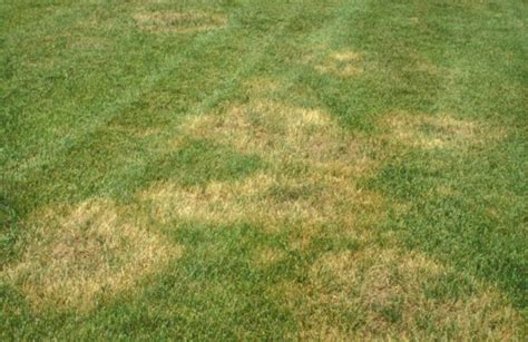 What Is Brown Patch Disease