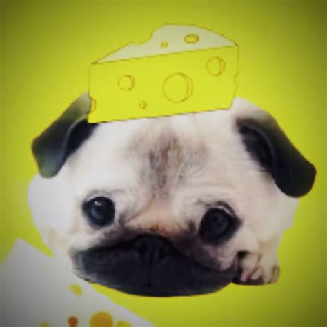🧀 The Cheese Tax Collector Edit Pug Lou Lou In Action 🐾😂pugloulou