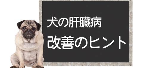 犬の肝臓病、肝硬変の悪い症状や原因、治療法－愛犬を病気から守る方法＜コルディ研究室＞