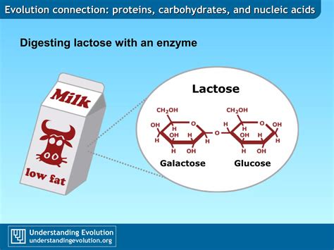 Evolutionconnection Lactase Ppt