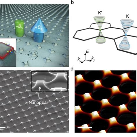 Formation Of Strong Pseudo Magnetic Fields In Highly Strained