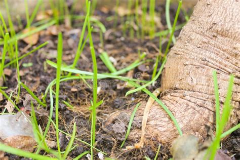 Tree In The Ground Surface Stock Photo Image Of Natural 87374584