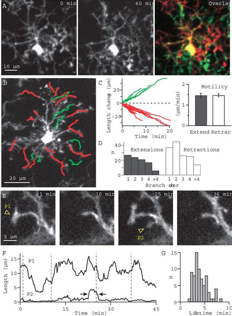 Microglial Cells Function