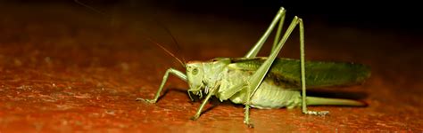 Three Insects That Make Noise At Night Dr Killigans