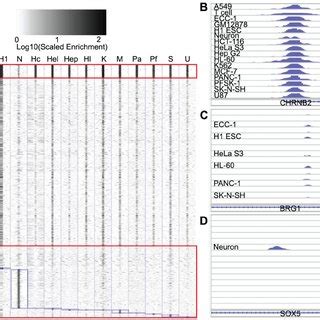 Heatmap Of ChIP Seq Read Density Across REST Peaks A Heatmap Of Download Scientific Diagram
