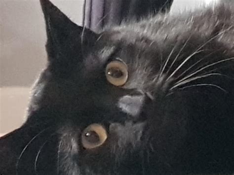 Hello Hooman Scrolller