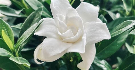 Gardenia Planting Pruning And Care The Garden Magazine
