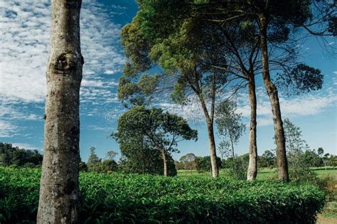 Composition Of Tall Trees In Tea Plantation Stock Image Image Of West