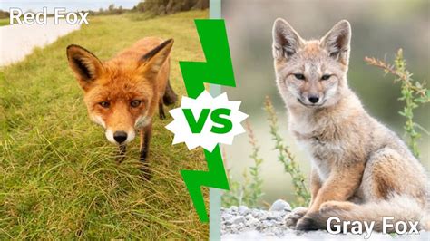 Foxes In Wyoming Types And Where They Live A Z Animals