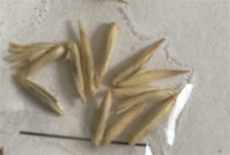 Seed Id Exam Flashcards Quizlet