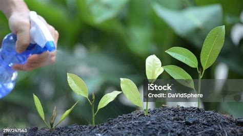 비즈니스 성장을 위한 전략적 계획 효과적인 관리 개념을 위한 자연 속 묘목의 급수 및 심기 단계의 성공에 대한 비전 0명에 대한 스톡 사진 및 기타 이미지 Istock