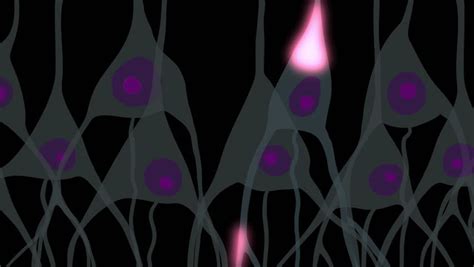 Synaptic Plasticity Stock Video Footage K And HD Video Clips Shutterstock