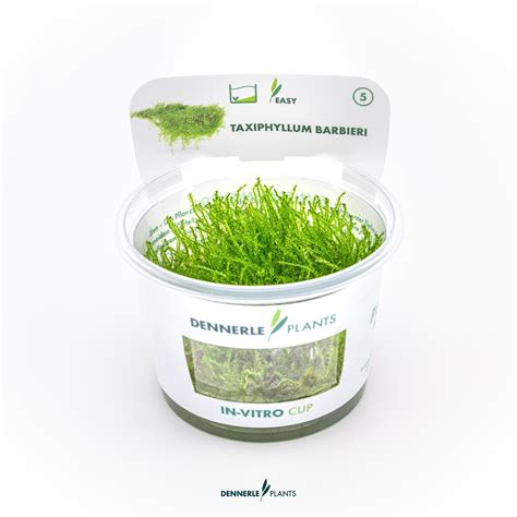 Taxiphyllum Barteri Java Moss Dennerle Saturn Shrimp