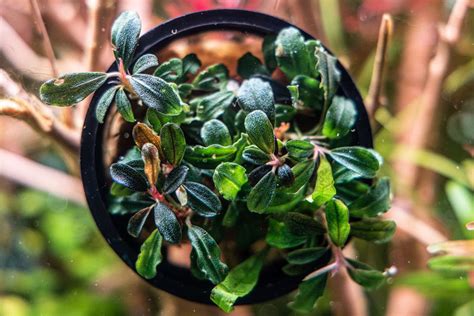 Bucephalandra Lamandau Mini Purple Pot — Buce Plant