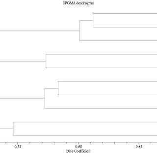 UPGMA Dendrogram Based On Morphological Data Source Authors Creation Download Scientific
