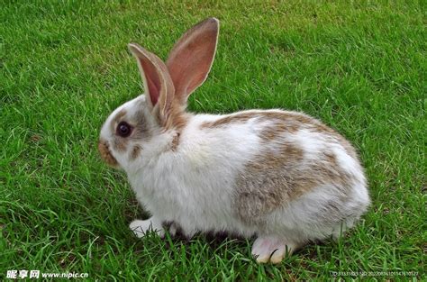 兔子摄影图 家禽家畜 生物世界 摄影图库 昵图网