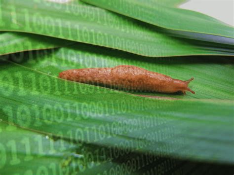 Slugbot Aims To Put An End To Slimy Pests Chap