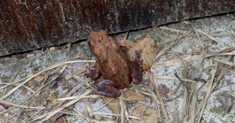 Juvenile Common Toad Toads