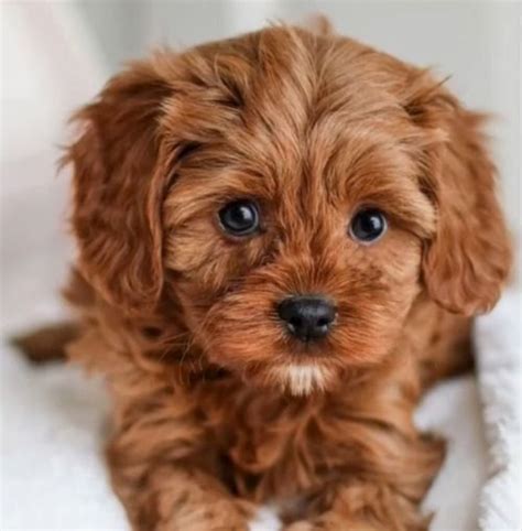 Cavapoo Puppies For Sale Artofit