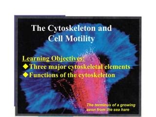 Cytoskeleton Pptx
