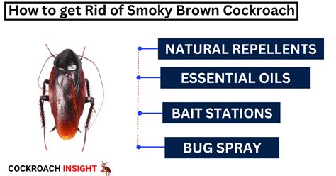 How Cold Temperatures Affect Cockroaches