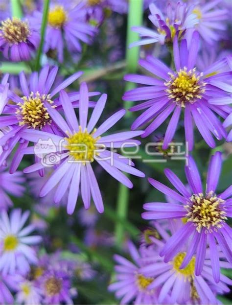 보라색 야생화의 종류