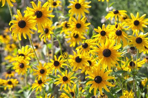 12 Best Perennials For Full Sun