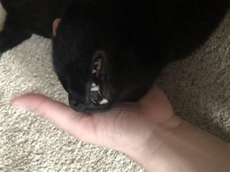 Prince Lorian Of The Backyard Forest R Catpics