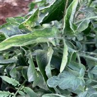 Crop Disease Identification Instance Segmentation Dataset And Pre Trained Model By Capstone Project