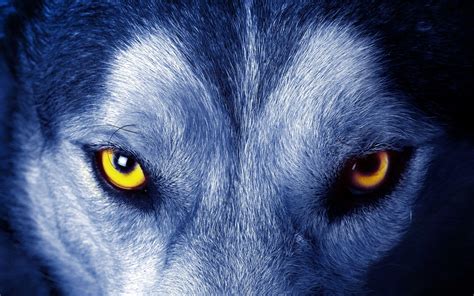 Blue Wolf Eyes Wallpapers Top Free Blue Wolf Eyes Backgrounds