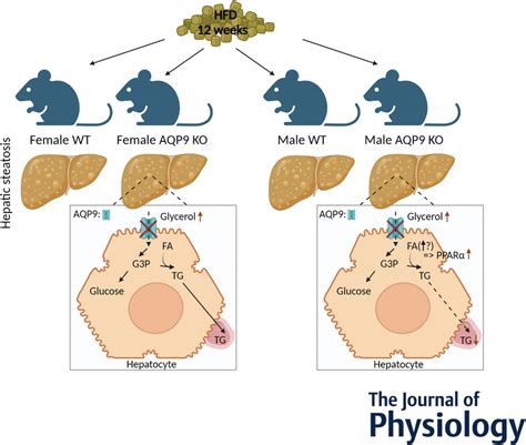 Sex‐specific Effect Of Aqp9 Deficiency On Hepatic Triglyceride