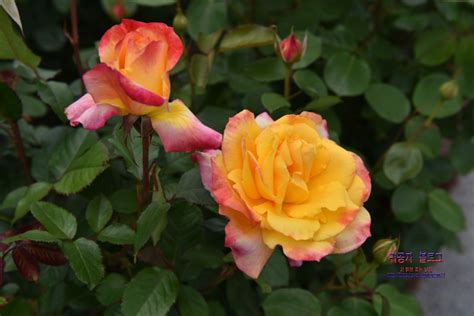 이해인 수녀 시 장미 두 송이 [ 아름다운 시] [작은 기쁨] [좋은 시] 네이버 블로그