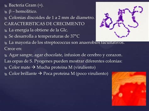 Streptococcus Pyogenes