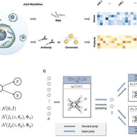 Comparison Of Cell Type Labels Annotated By Seurat V4 And VIMCCA A Download Scientific