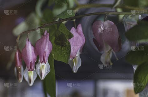 流血的心的花