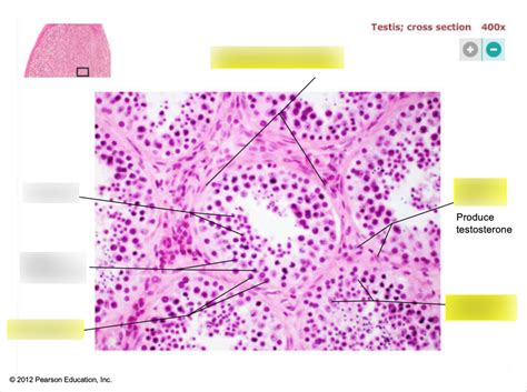 Testis Histology Diagram Quizlet