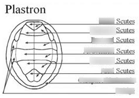 Plastron Diagram Quizlet