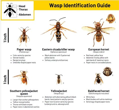 Different Types Of Wasps A Comprehensive Guide Critter Stop