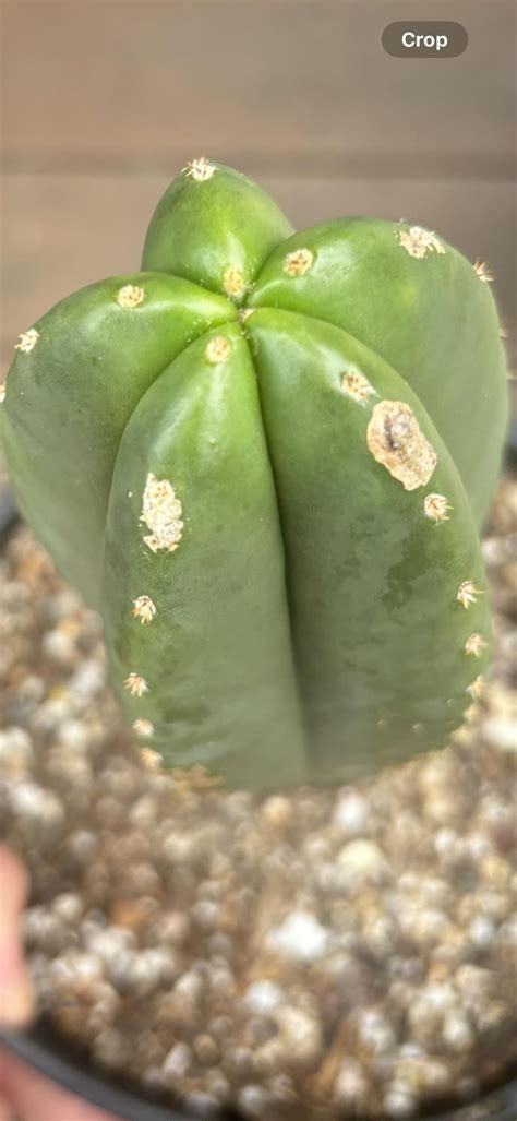 What Is This On My Scop X Scop Hulk And How Can I Treat It It Has Been
