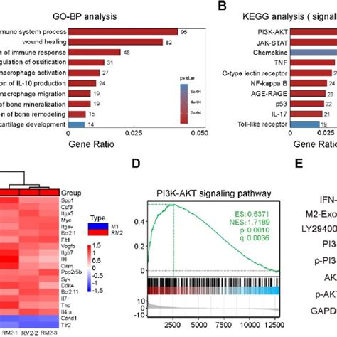 Rna Sequencing Revealed M2 Exosomes Promote Macrophages Polarization Download Scientific
