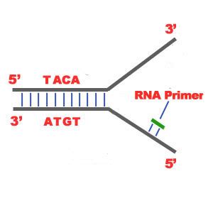 Primer Synthesis MOLECULAR BIOLOGY AND PROTEIN STRUCTURE
