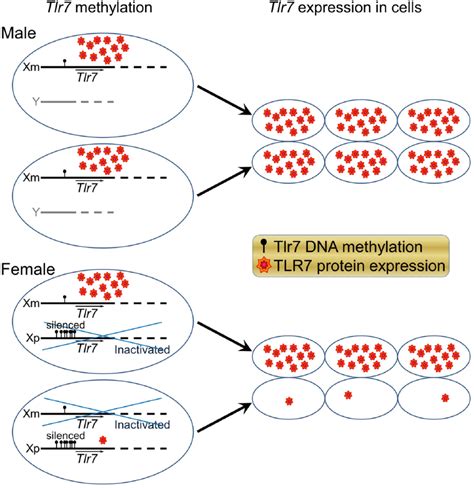 Sex Chromosome Contributions To Sex Differences In Multiple Sclerosis Susceptibility And