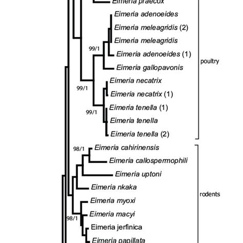 A Consensus Phylogenetic Tree Constructed With Maximum Likelihood Ml Download Scientific