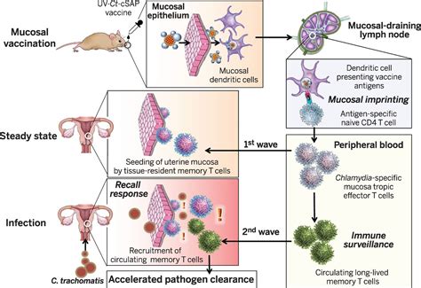 Chlamydia Bacteria Diagram