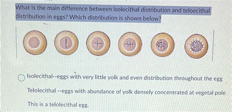 Solved What Is The Main Difference Between Isolecithal