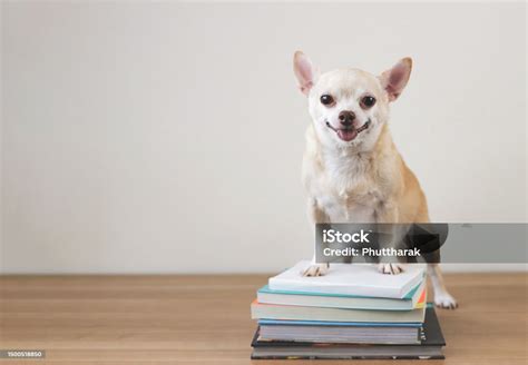 갈색 치와와 개는 나무 바닥과 흰색 배경에 책 더미를 들고 서 있다 학교로 돌아갑니다 개에 대한 스톡 사진 및 기타 이미지