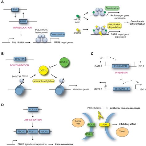 Structural Variants As A Basis For Targeted Therapies In Hematological