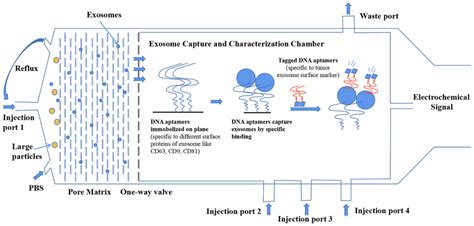 A Design Of Microfluidics System For Clinical Exosome Isolation And